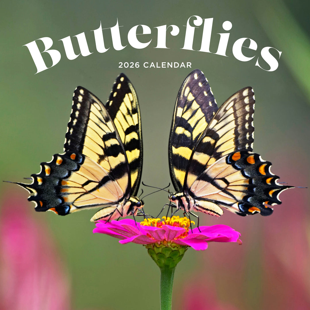 Butterflies 2026 Calendar - Paper Pocket Calendars, Diaries and Gifts