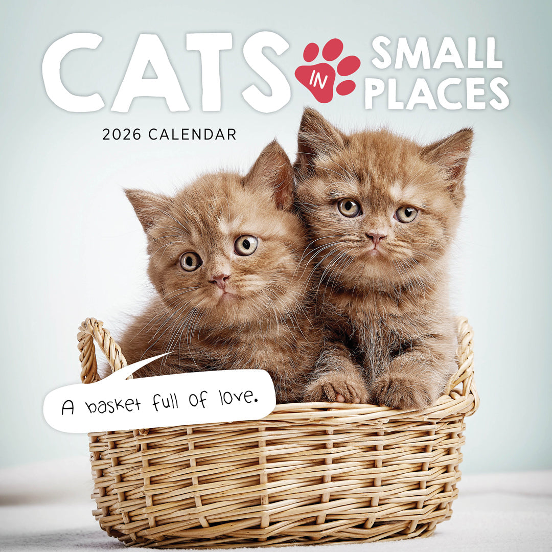 Cats In Small Places 2026 Calendar - Paper Pocket Calendars, Diaries ...