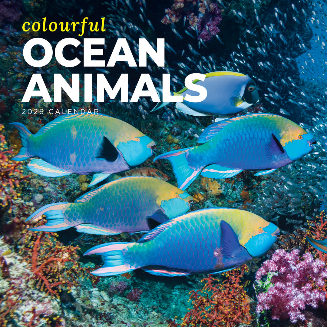 Colourful Ocean Animals 2026 Calendar - Paper Pocket Calendars, Diaries ...