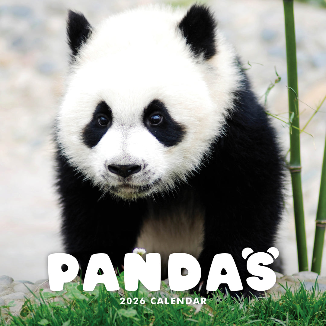 Pandas 2026 Calendar - Paper Pocket Calendars, Diaries and Gifts