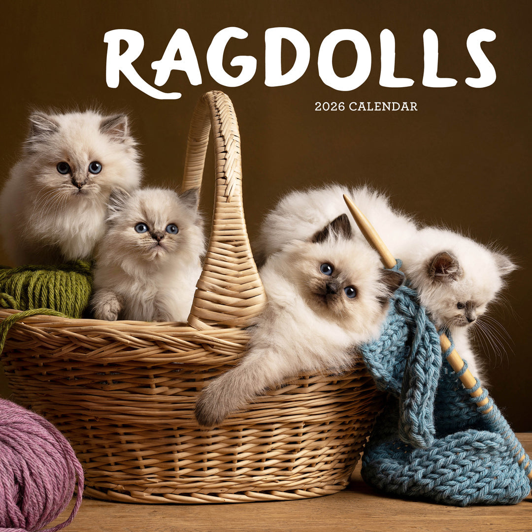 Ragdolls 2026 Calendar - Paper Pocket Calendars, Diaries and Gifts