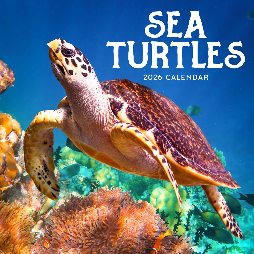 Sea Turtles 2026 Calendar - Paper Pocket Calendars, Diaries and Gifts